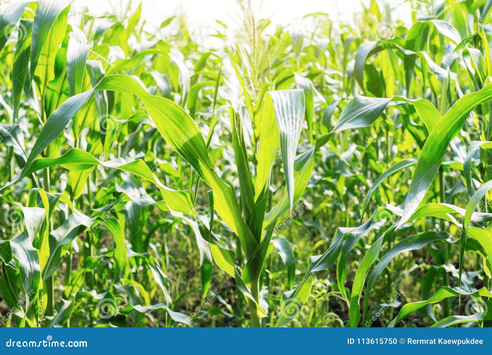 Tree of Corn in Plantations. Stock Photo - Image of food, environment ...