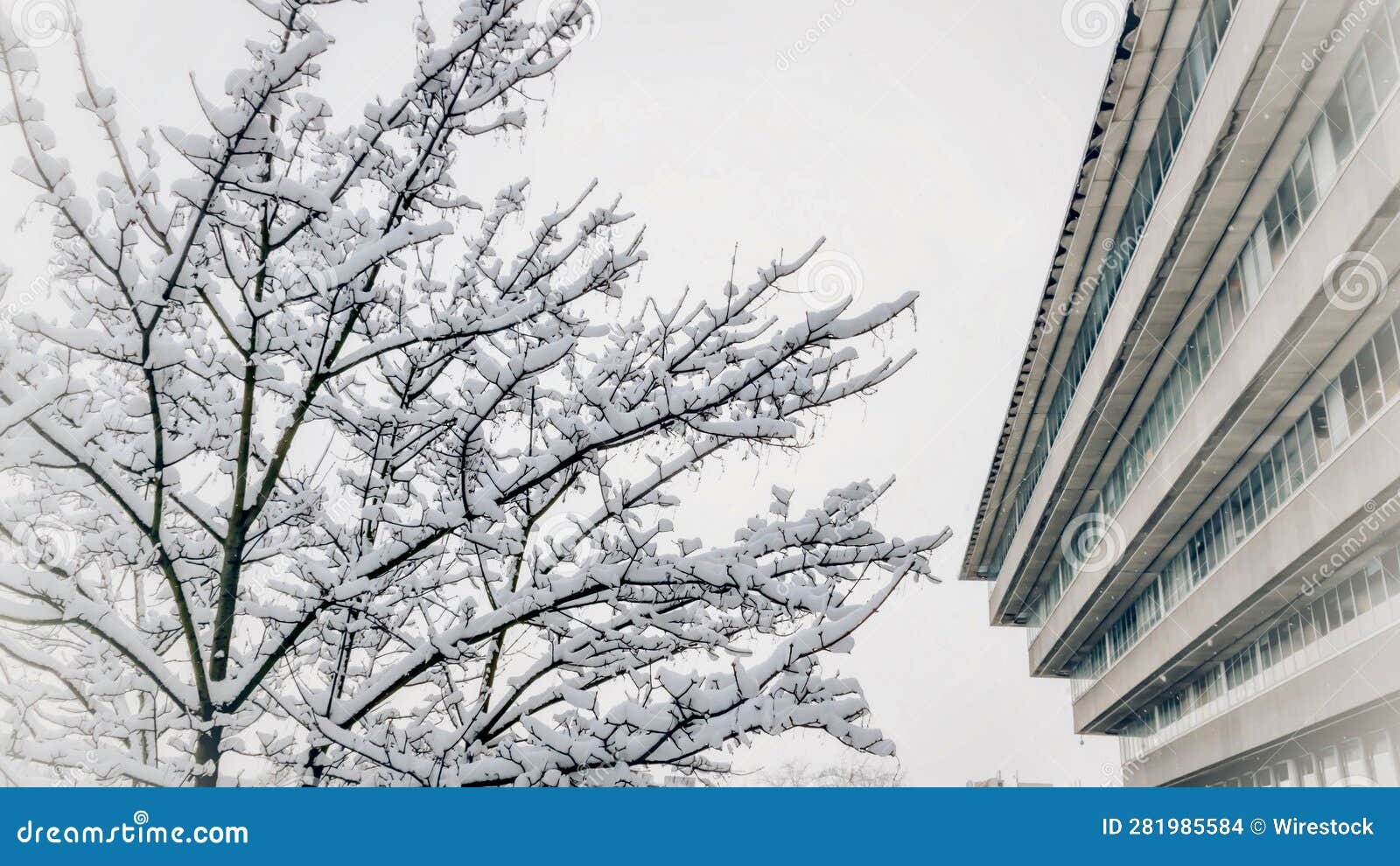 Tree in the Corner of a Snow-covered Street Bordering a Modern ...