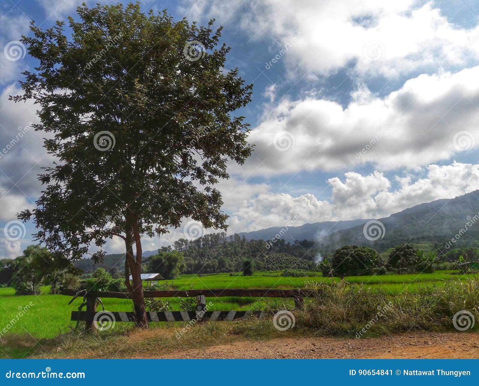 Tree stock image. Image of tree, barricade, nature, cornfield - 90654841