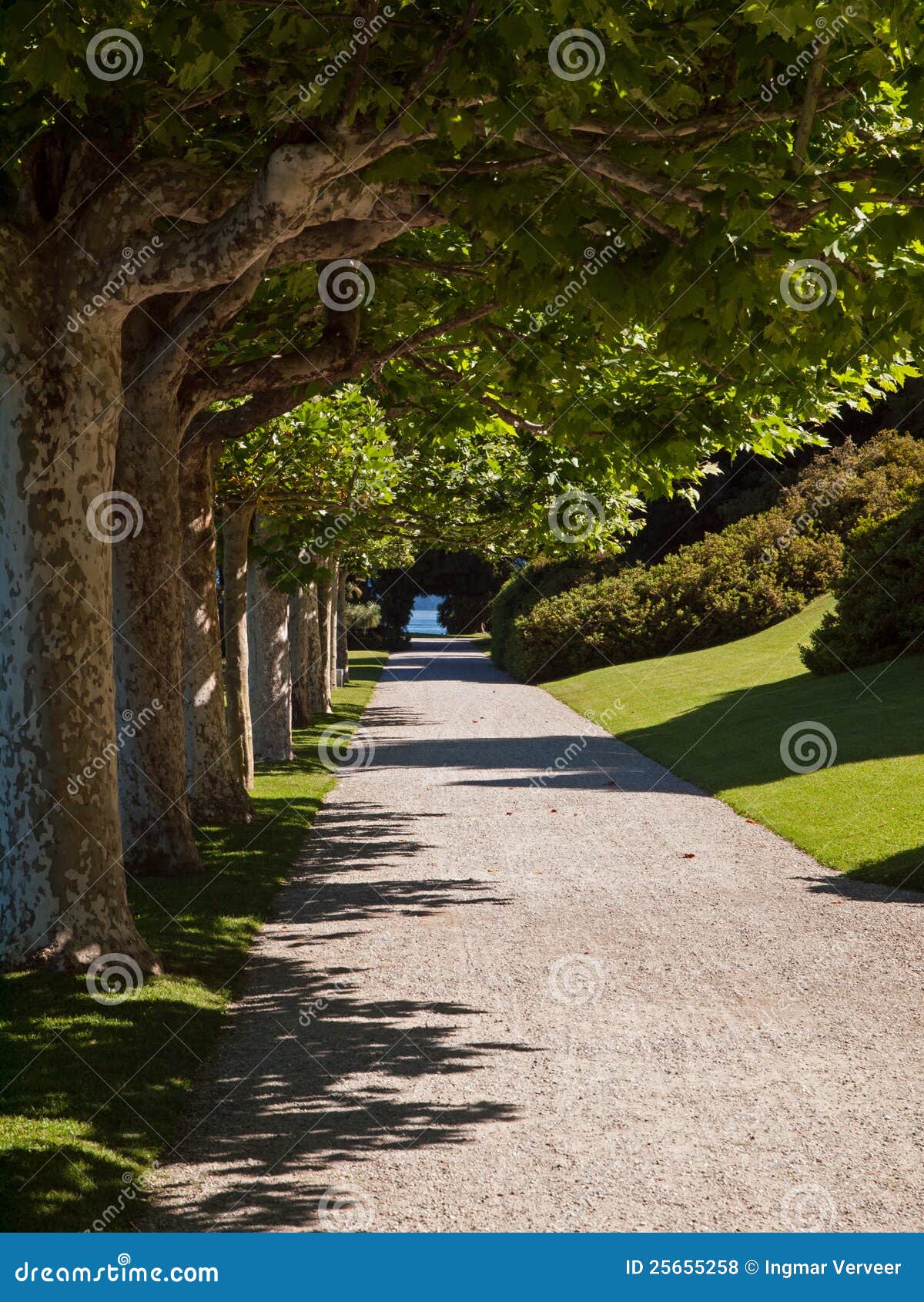 Path Under Overhanging Trees Stock Photo - Image of leaves, scenic ...