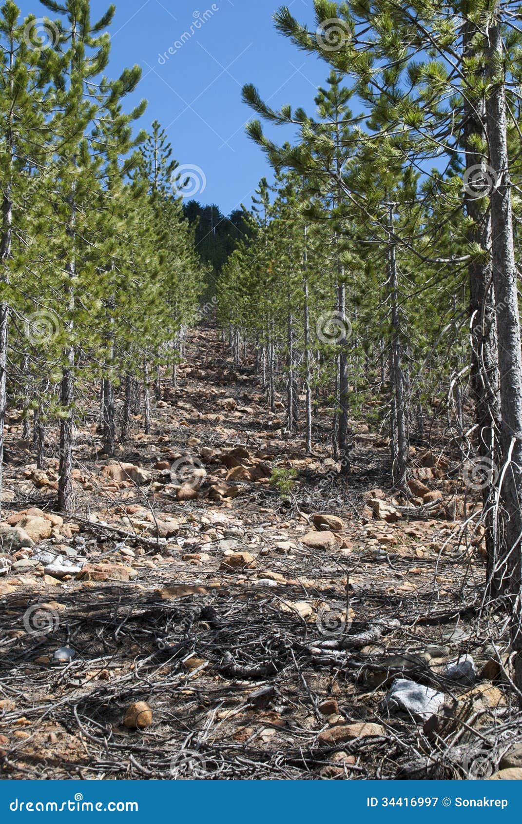 Tree Corridor Agacli Koridir Stock Image - Image of paths, agaclar ...