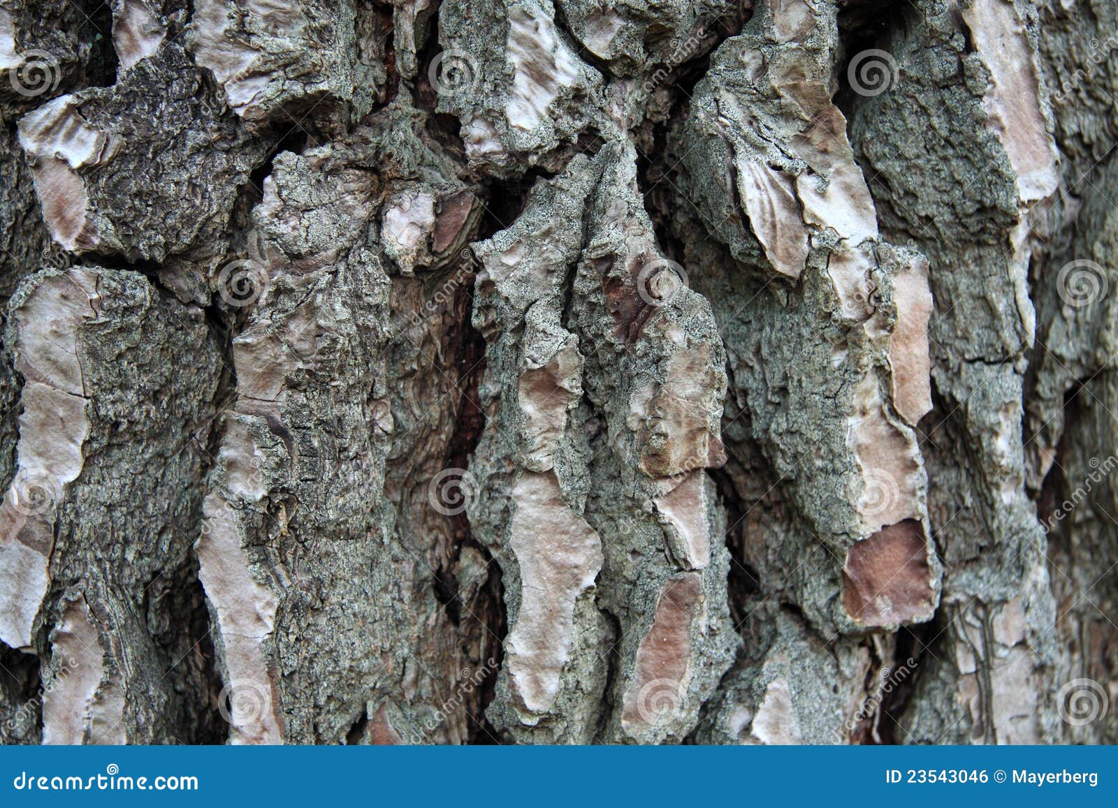 Tree cortex stock photo. Image of rind, textured, flora - 23543046