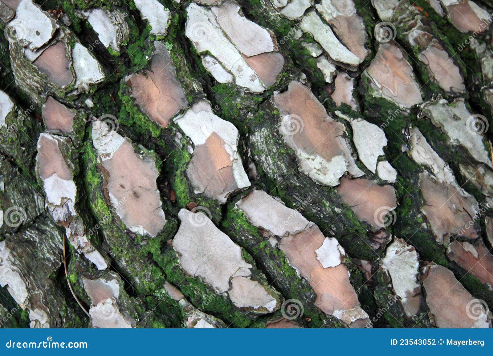 Tree cortex stock photo. Image of plant, texture, pattern - 23543052