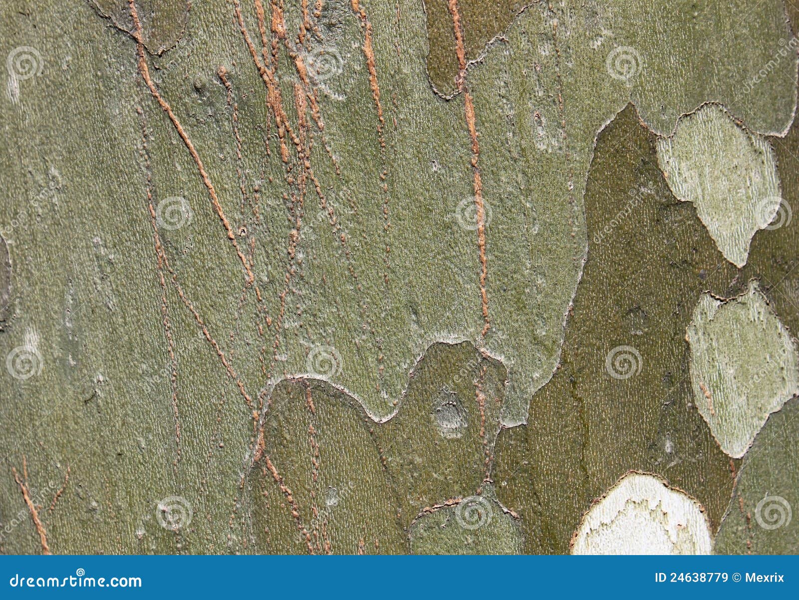 Tree cortex stock image. Image of material, lumber, aging - 24638779
