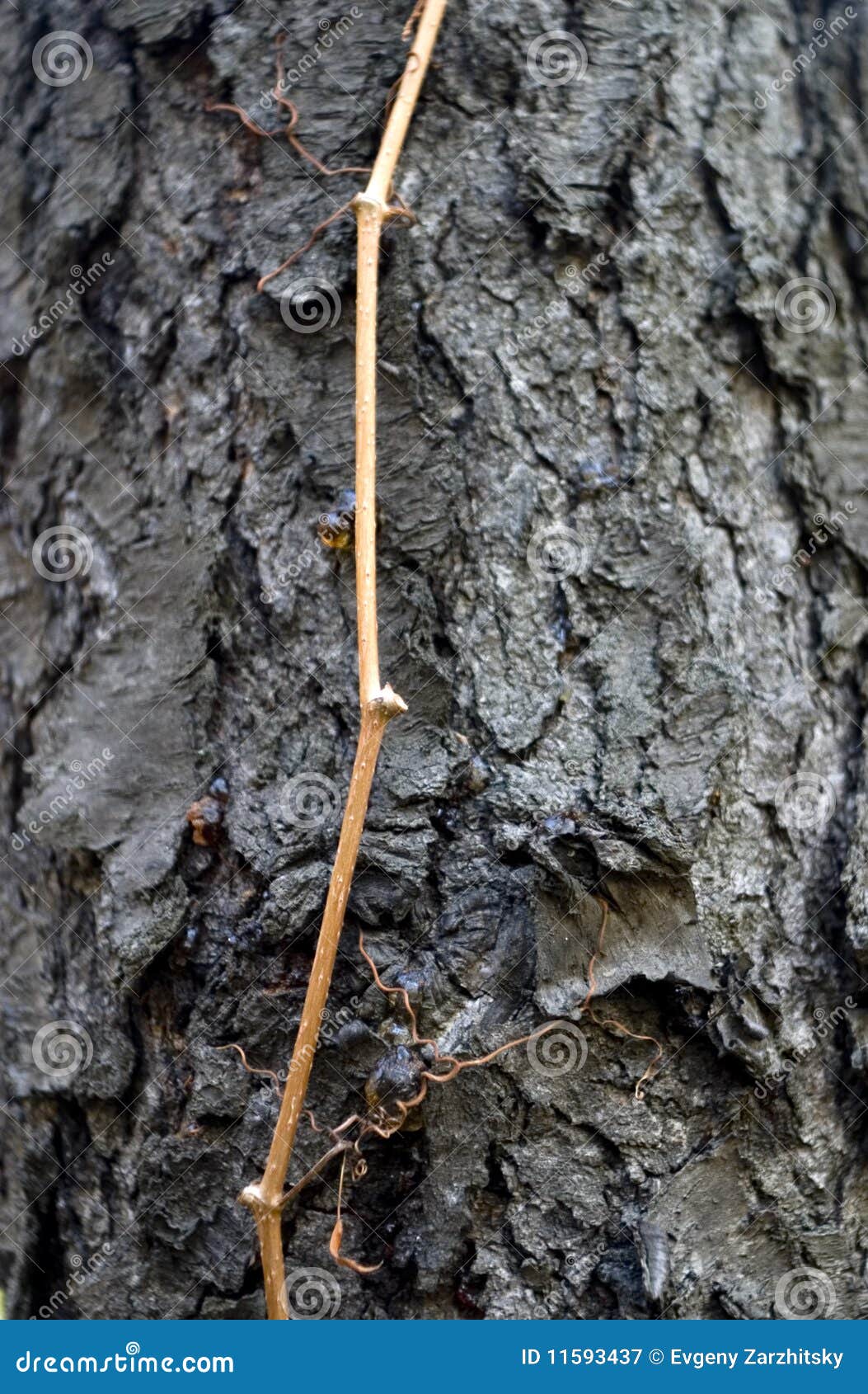 Tree Cortex with Drops of Pitch Stock Image - Image of peel, tree: 11593437