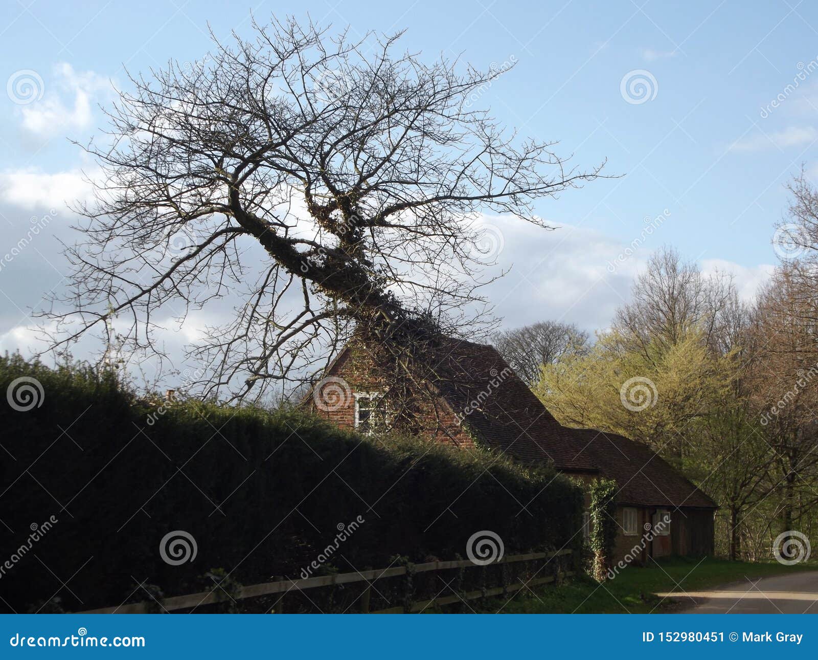 The Tree by the Cottage stock image. Image of tree, home - 152980451