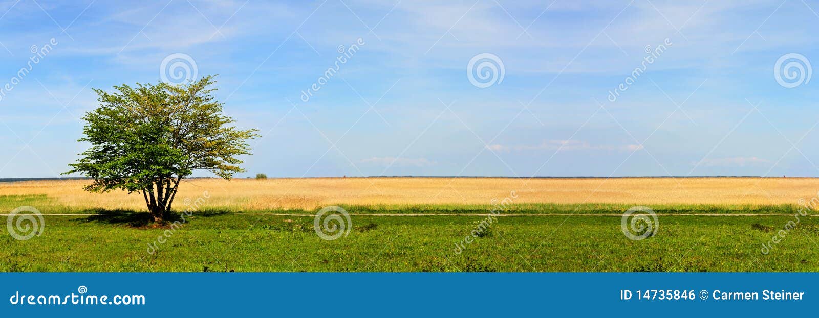 Tree in countryside stock photo. Image of panorama, nature - 14735846