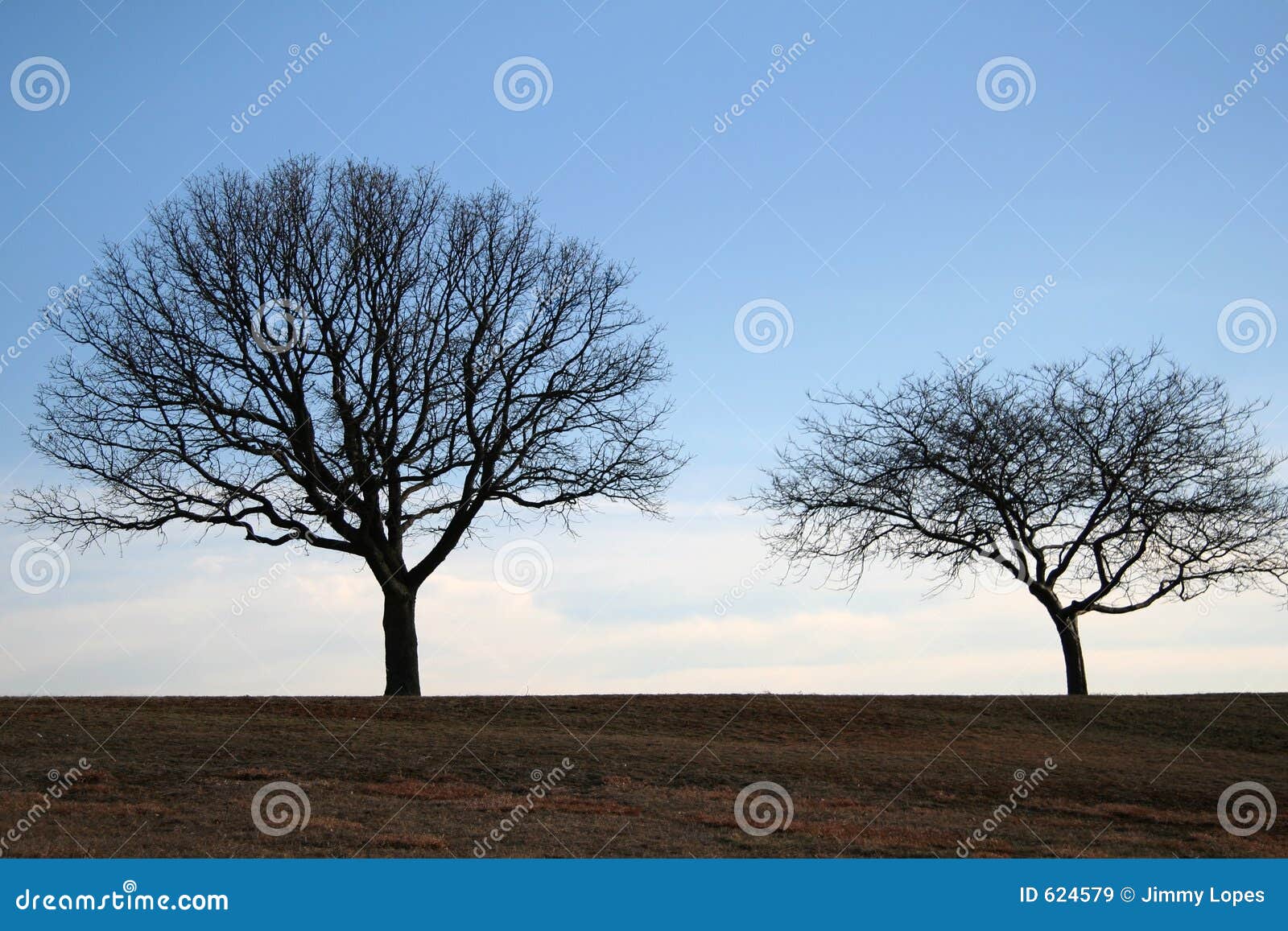 Tree Couple stock image. Image of rural, blue, green, limb - 624579