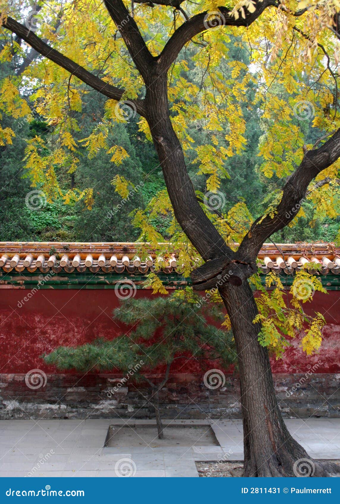 Tree in a courtyard stock image. Image of green, quiet - 2811431