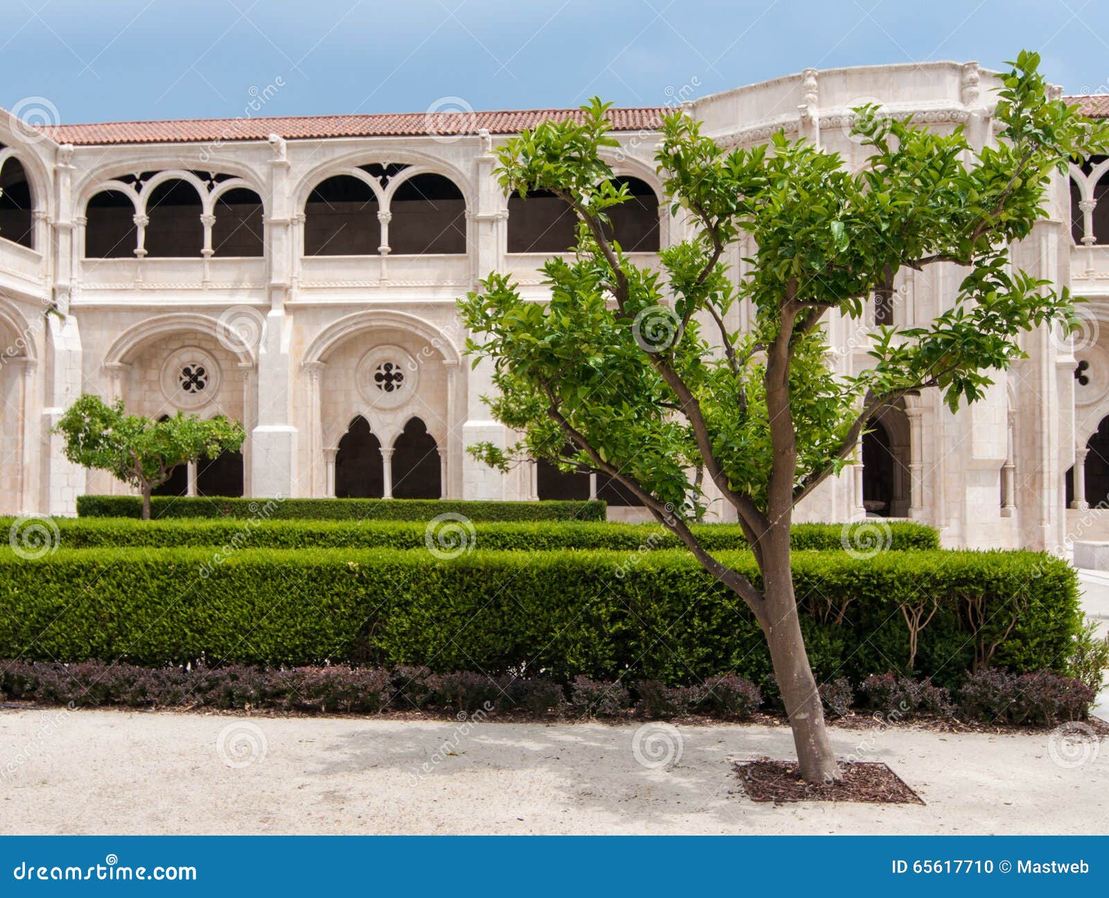 Tree in a courtyard stock photo. Image of blue, interior - 65617710