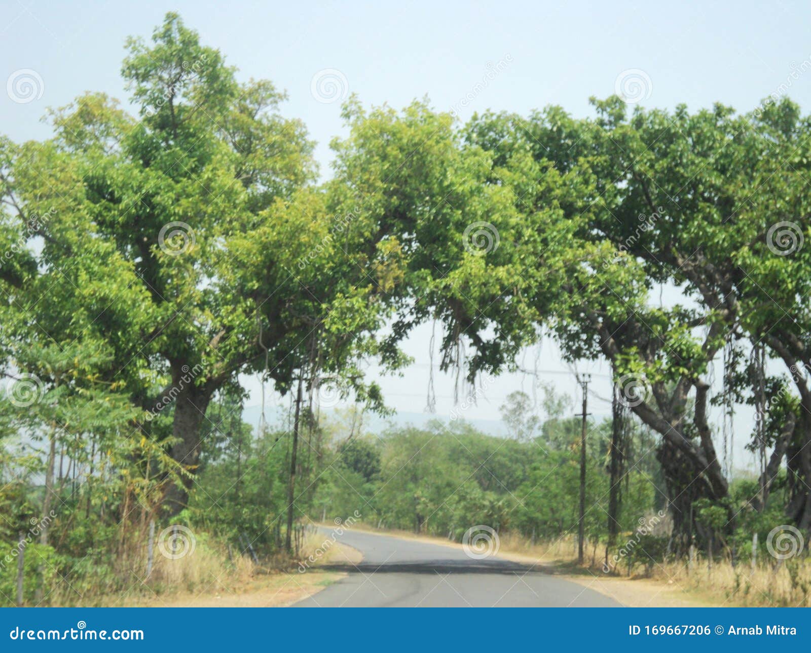 TREE COVER the ROAD stock photo. Image of green, nature - 169667206
