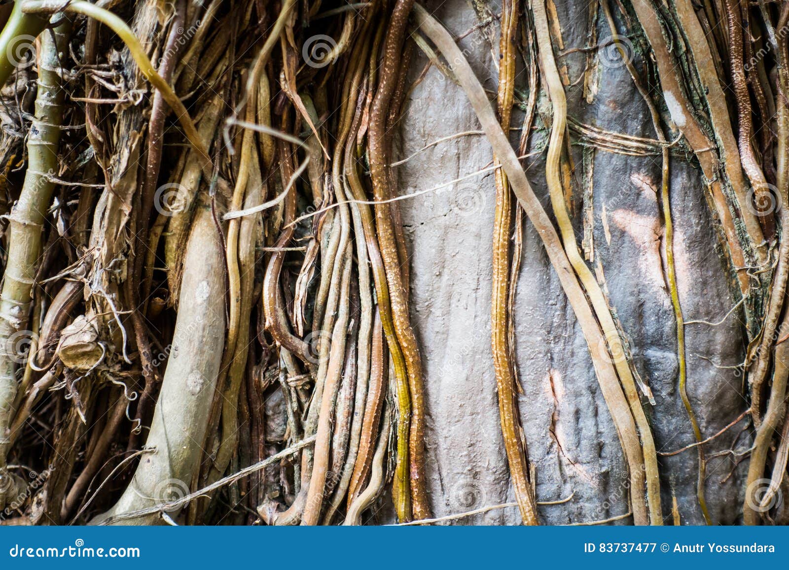 Tree Cover by Yellow Tree Roots Stock Image - Image of texture, wooden ...