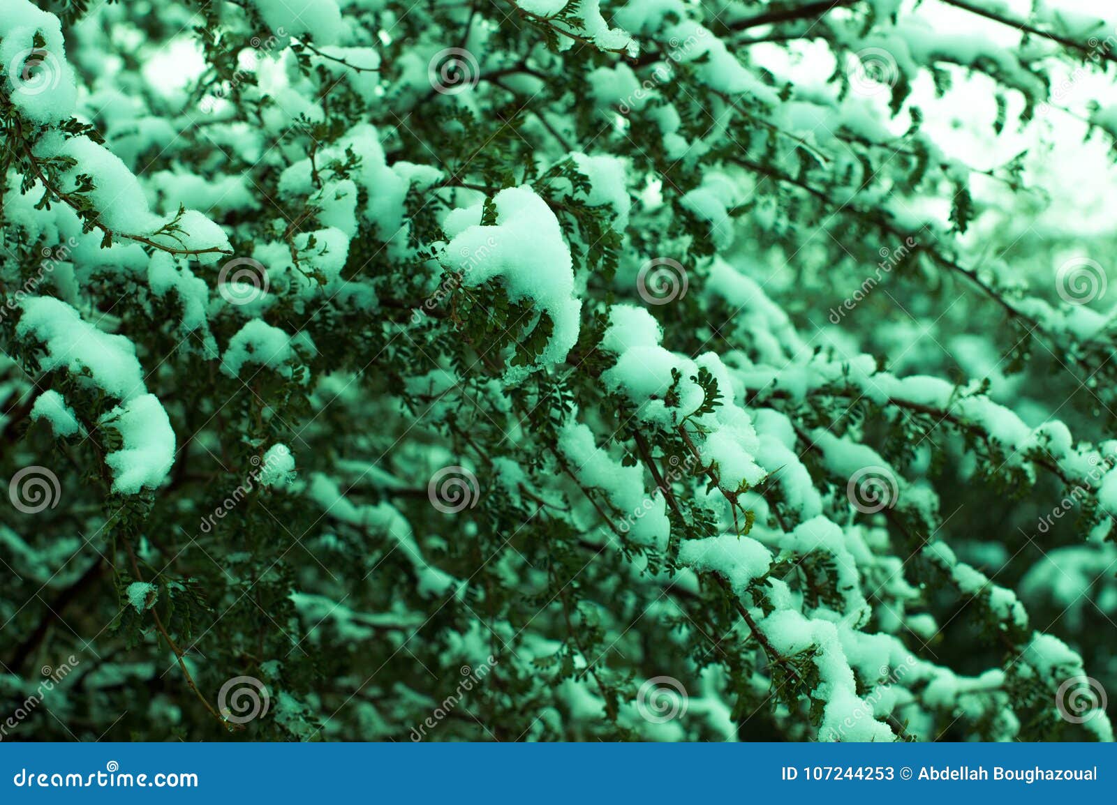 Tree coverd by snow stock image. Image of scene, convergence - 107244253