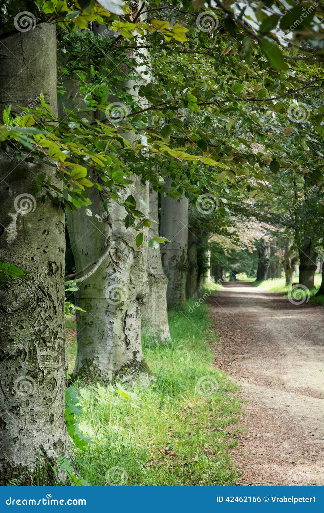Tree covered alley stock photo. Image of covered, outdoors - 42462166