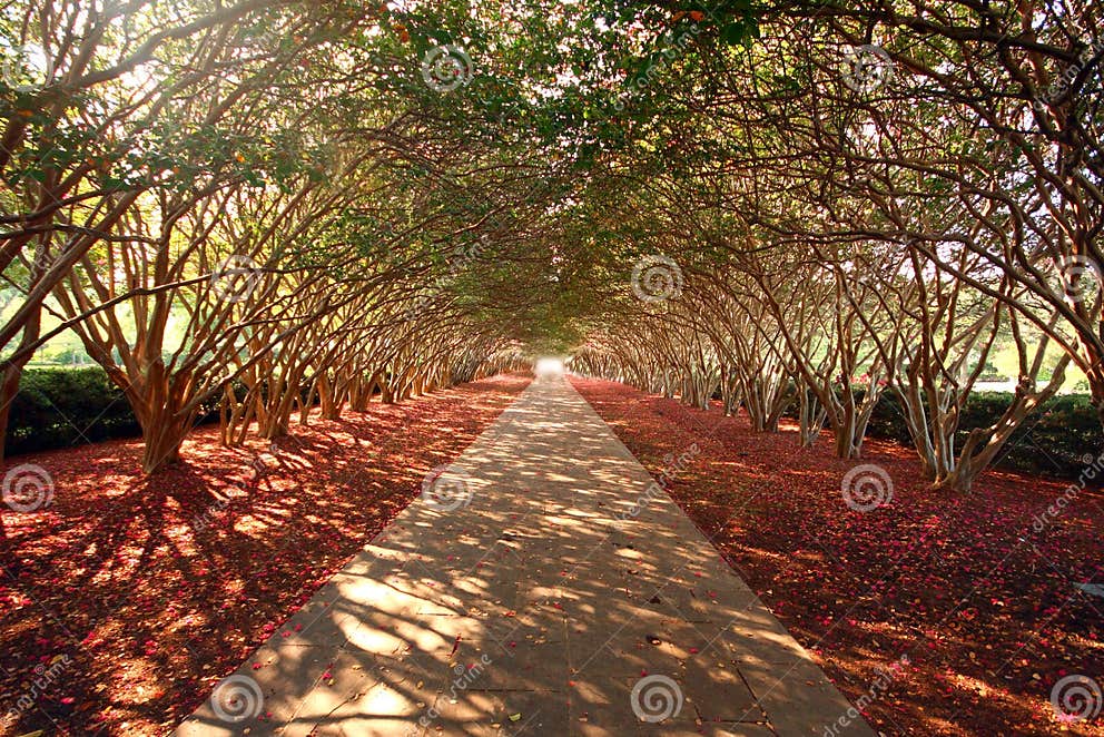 Tree-covered driveway stock photo. Image of landscaped - 10878088