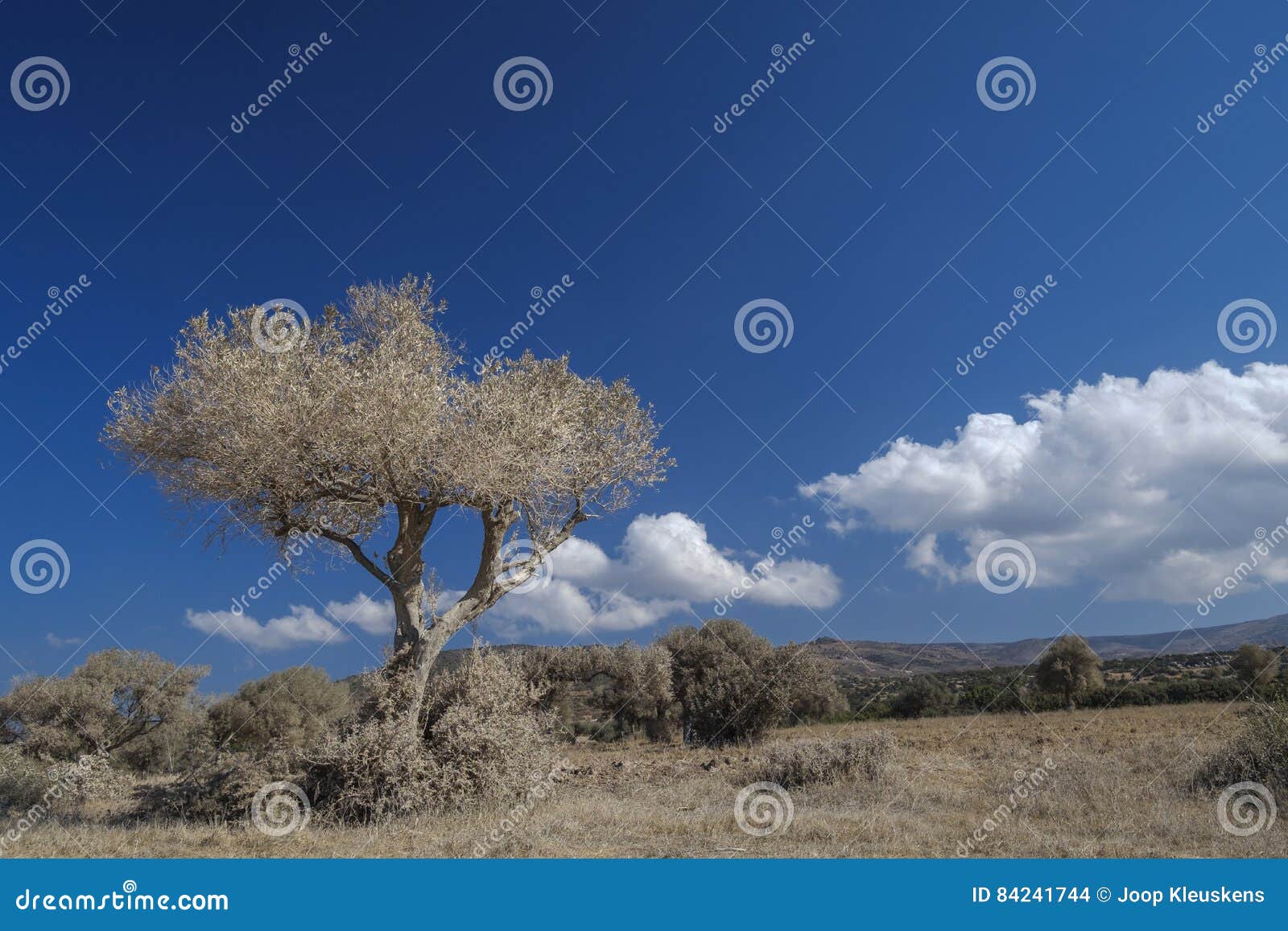 Tree is Covered in Dust and Became White Stock Photo - Image of blue ...