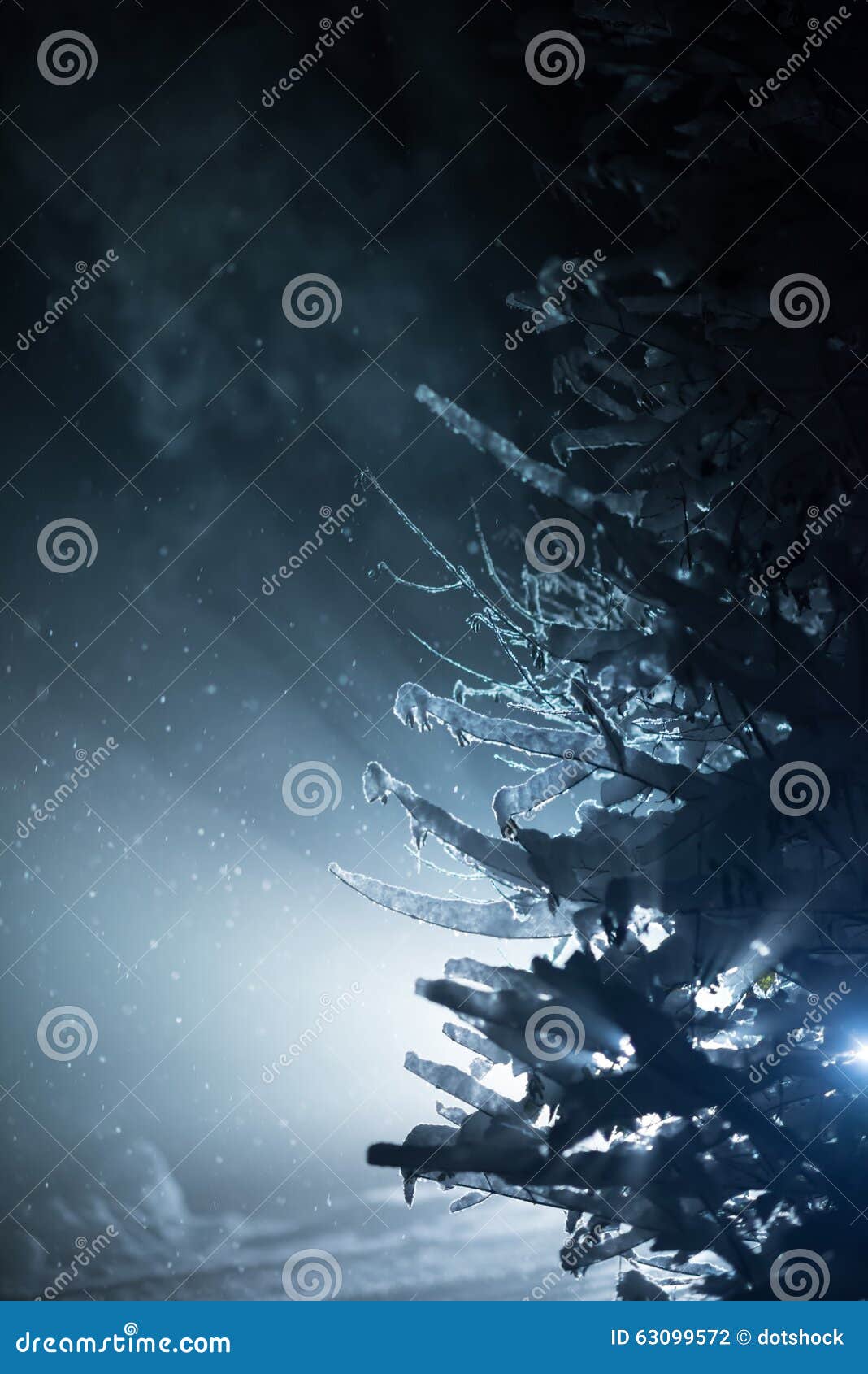 Tree Covered with Fresh Snow at Winter Night Stock Photo - Image of ...