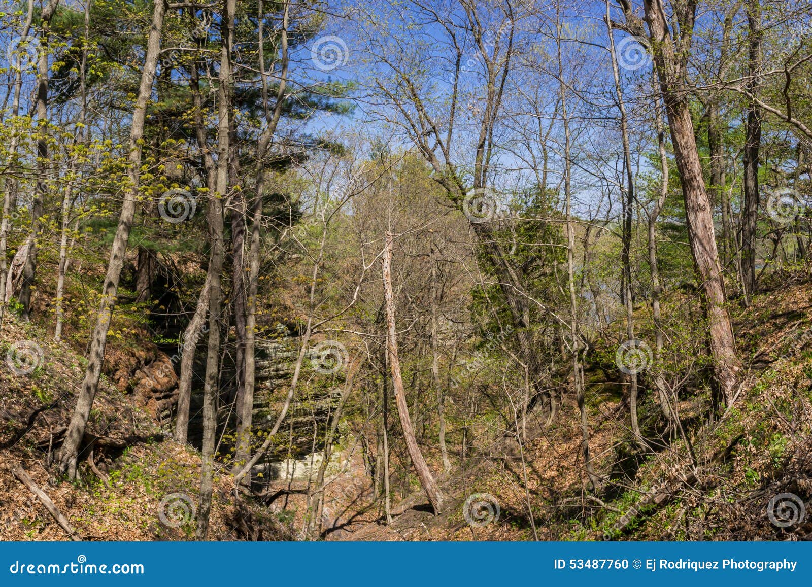 Tree covered hillside. stock photo. Image of hillside - 53487760
