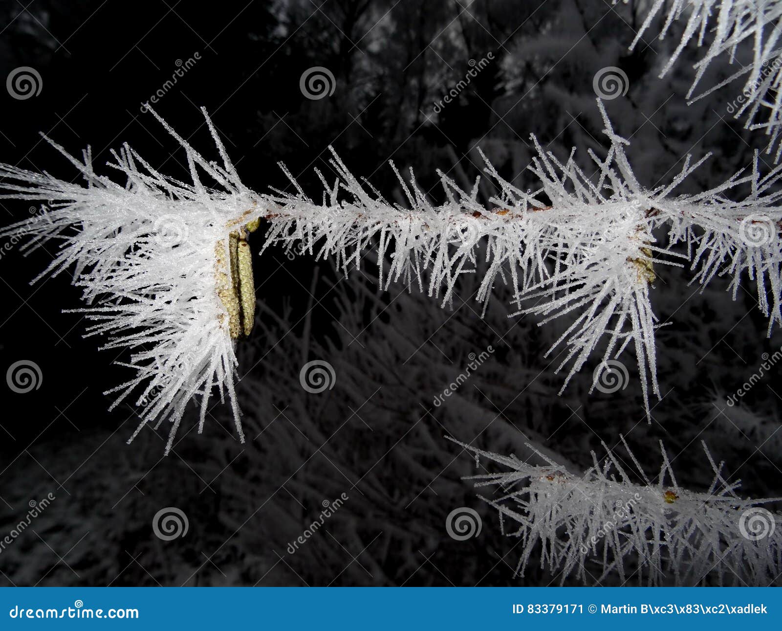 Tree Covered with Hoar Frost Close-up Stock Image - Image of christmas ...