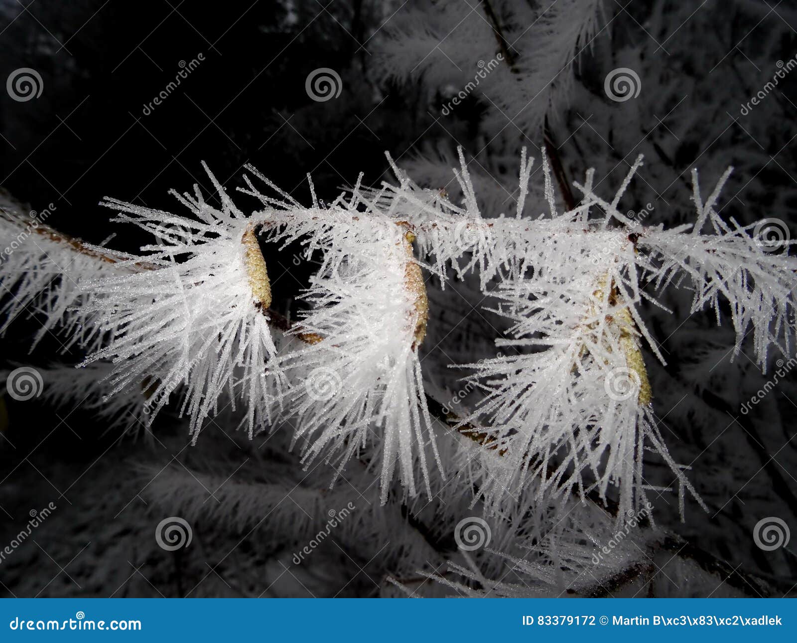 Tree Covered with Hoar Frost Close-up Stock Photo - Image of frosting ...