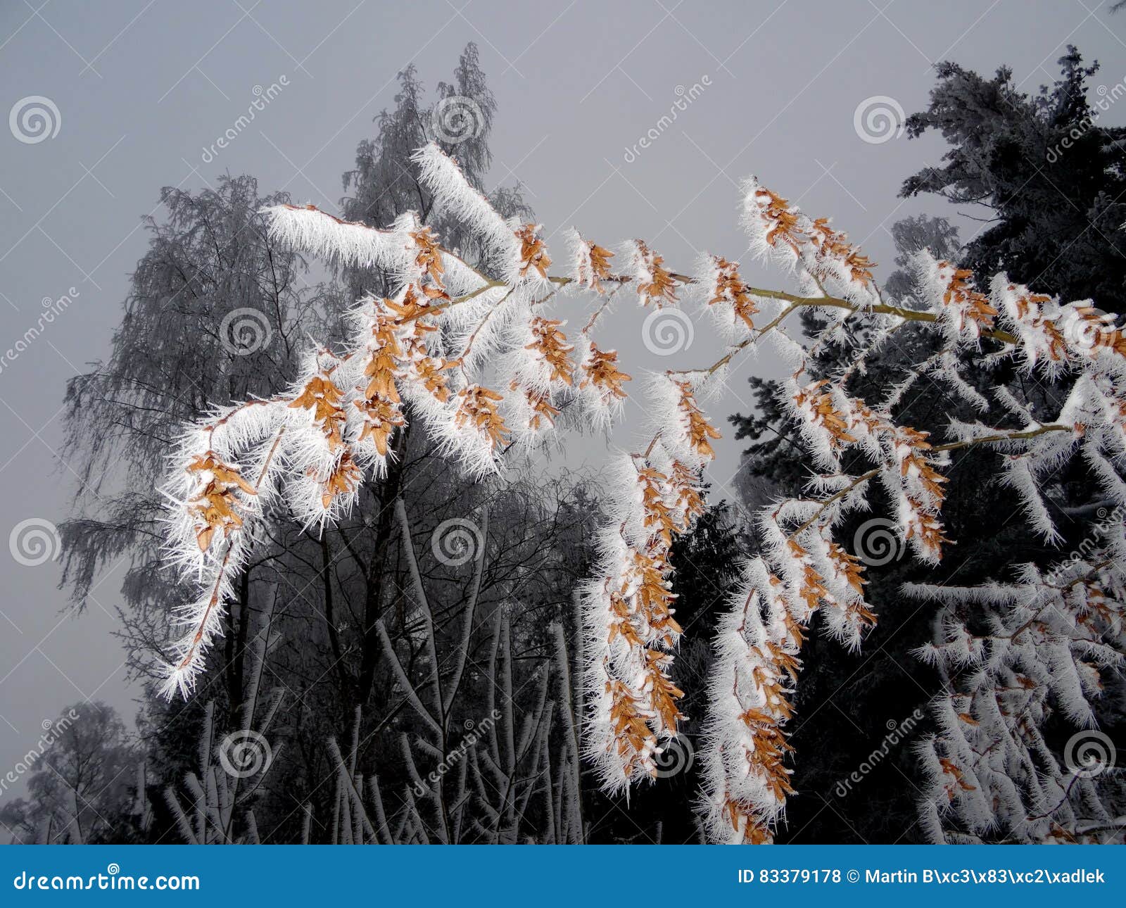 Tree Covered with Hoar Frost Close-up Stock Photo - Image of natural ...