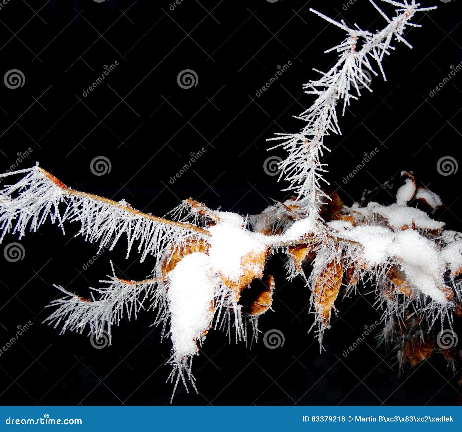 Tree Covered with Hoar Frost Close-up Stock Photo - Image of ...