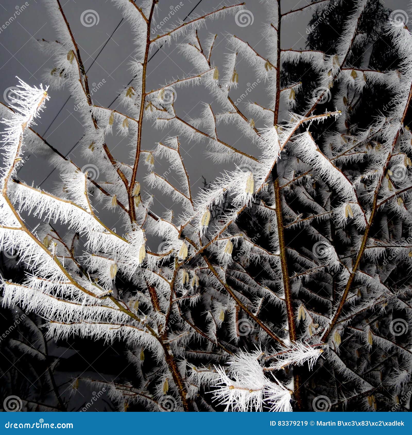 Tree Covered with Hoar Frost Close-up Stock Image - Image of climate ...