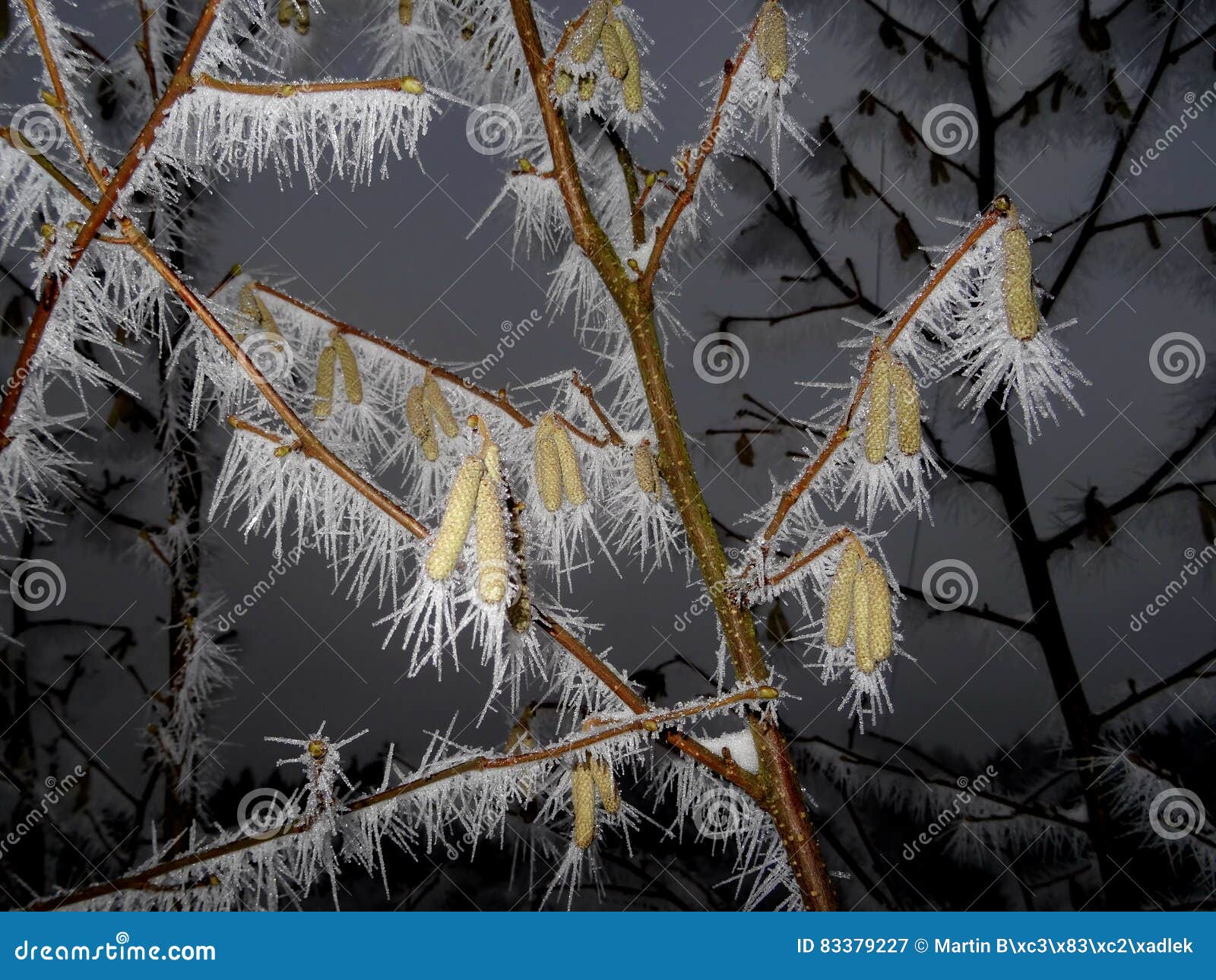 Tree Covered with Hoar Frost Close-up Stock Image - Image of plant ...
