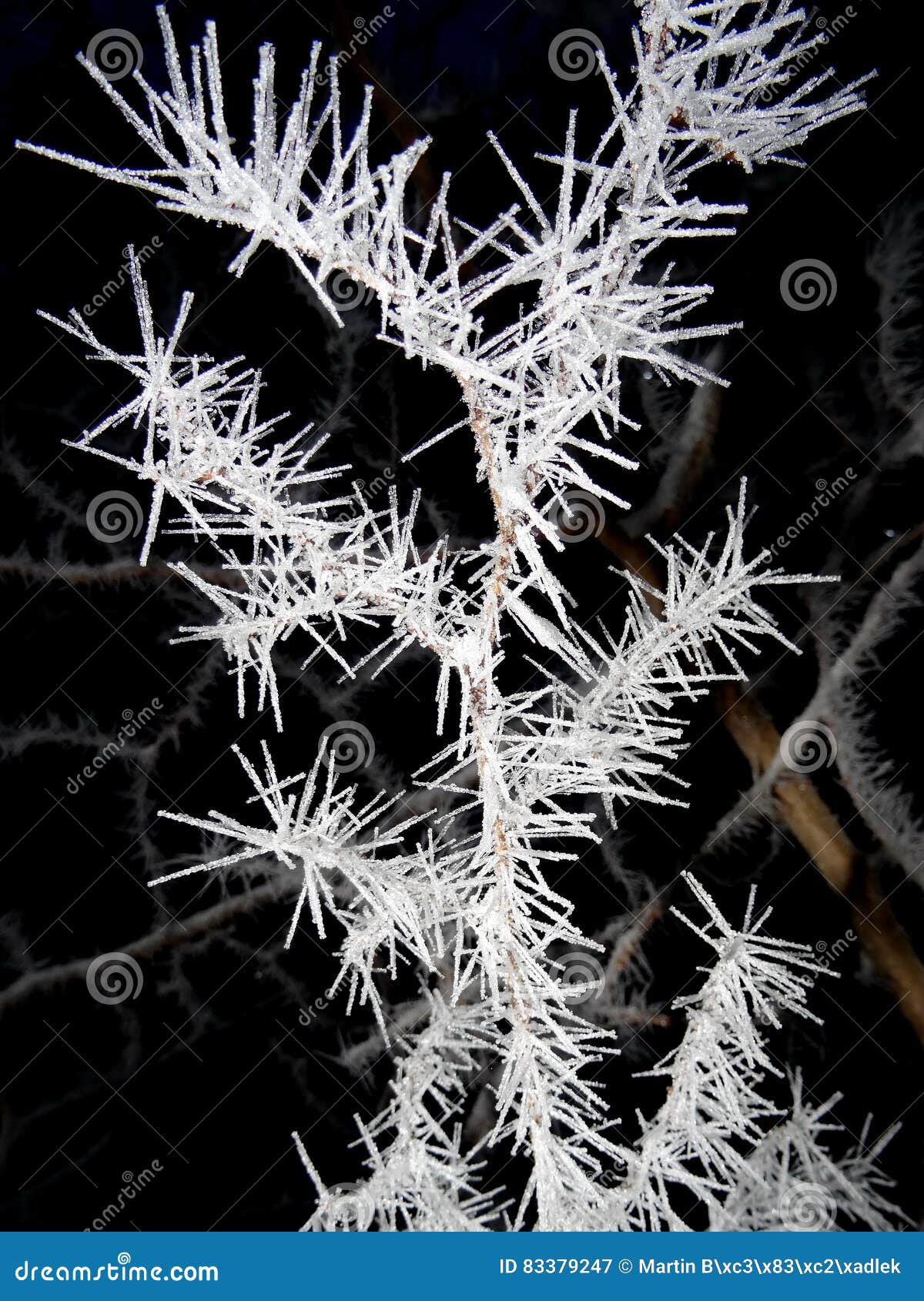 Tree Covered with Hoar Frost Close-up Stock Image - Image of branch ...