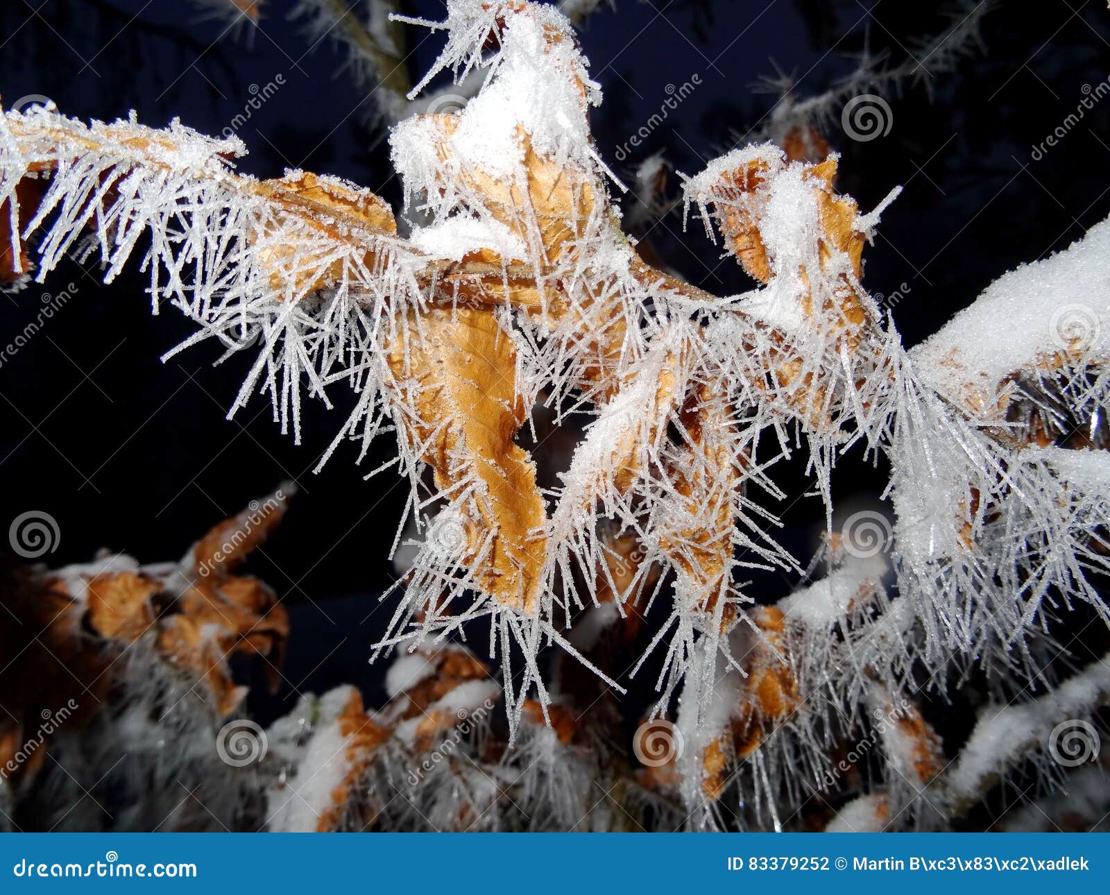 Tree Covered with Hoar Frost Close-up Stock Photo - Image of freeze ...