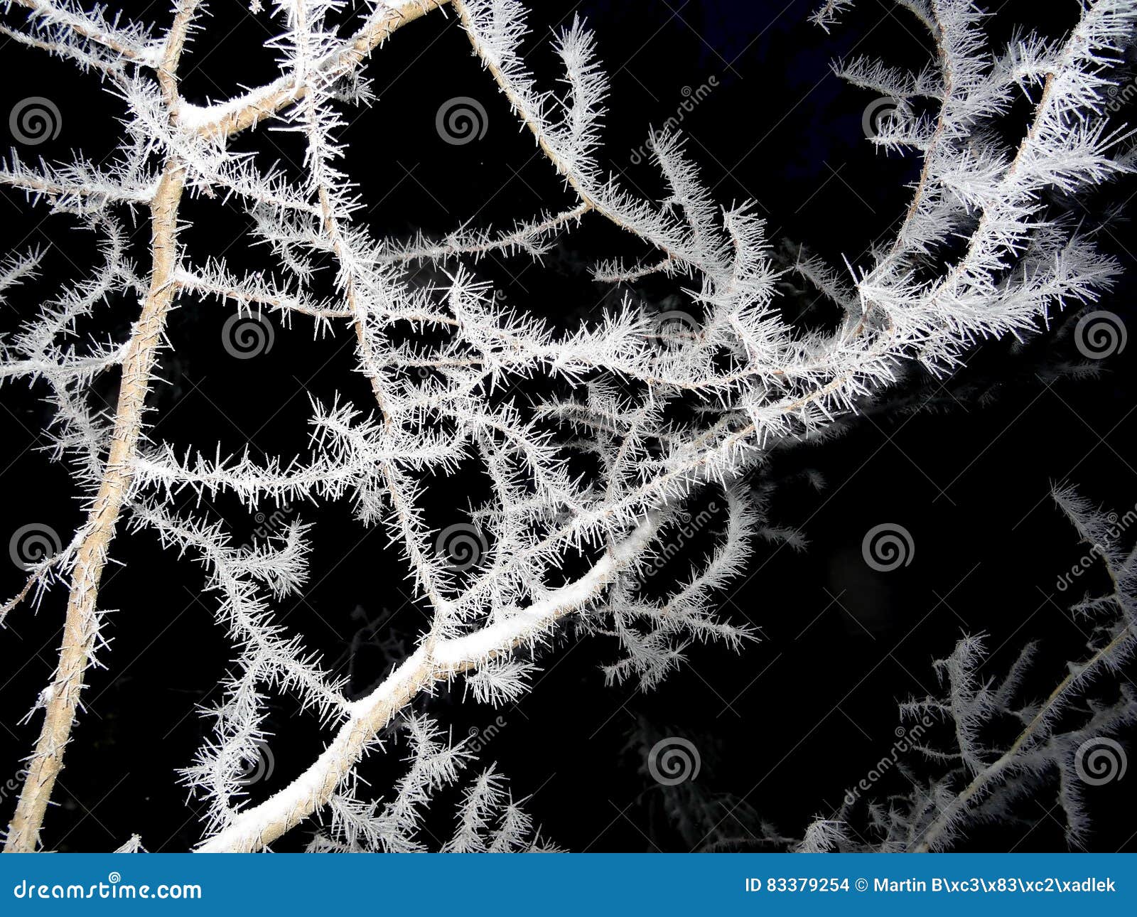 Tree Covered with Hoar Frost Close-up Stock Photo - Image of frost ...