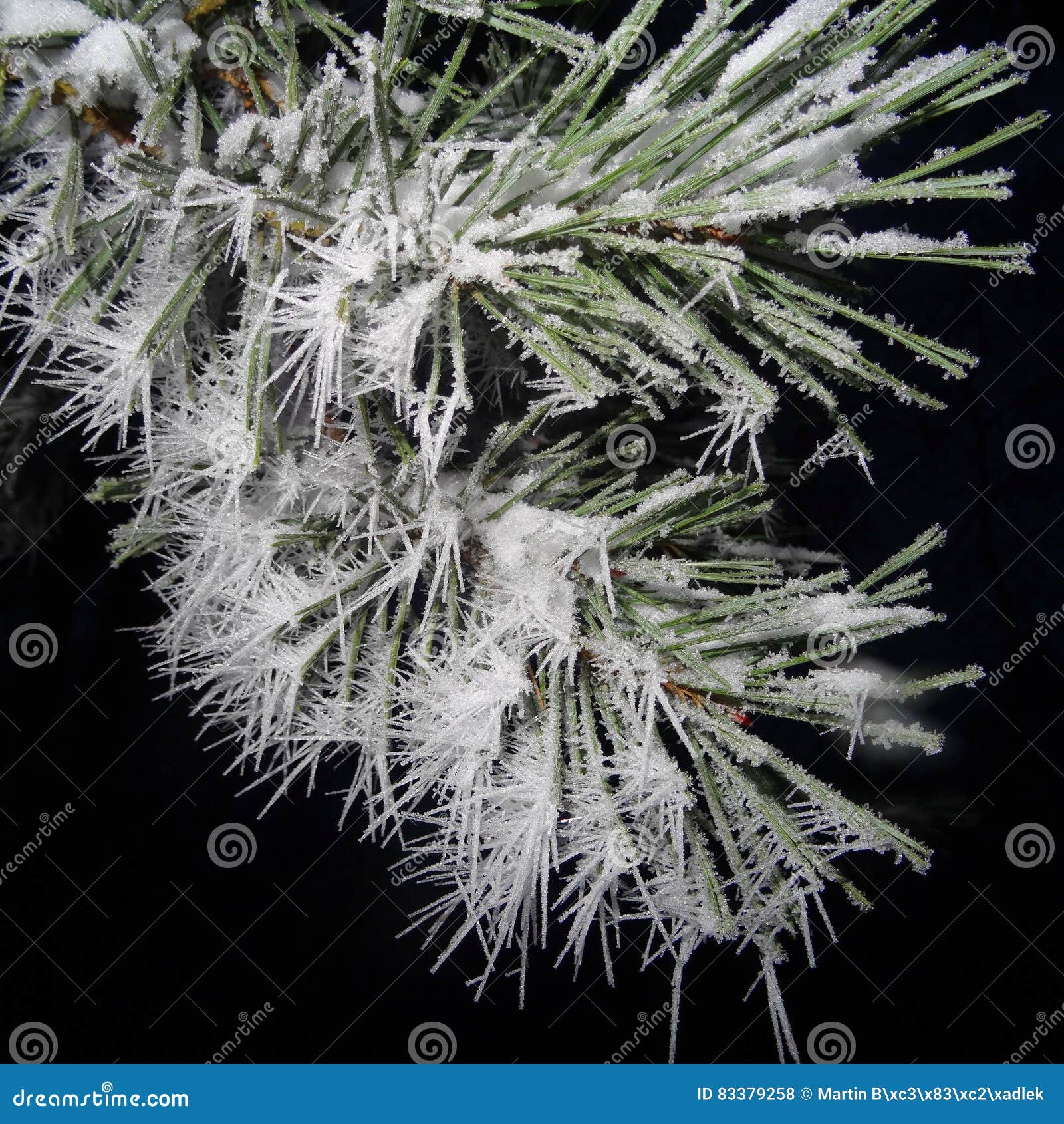 Tree Covered with Hoar Frost Close-up Stock Photo - Image of hoarfrost ...