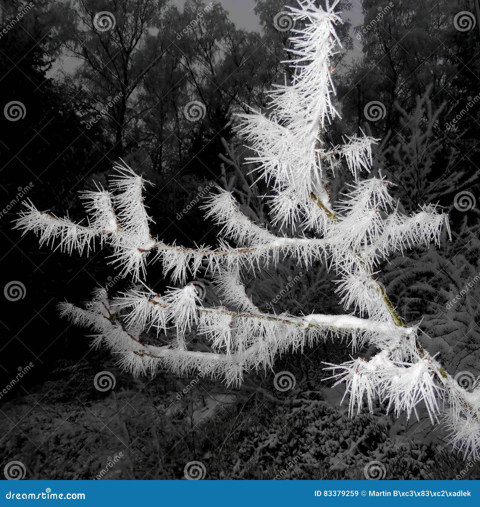 Tree Covered with Hoar Frost Close-up Stock Image - Image of frost ...