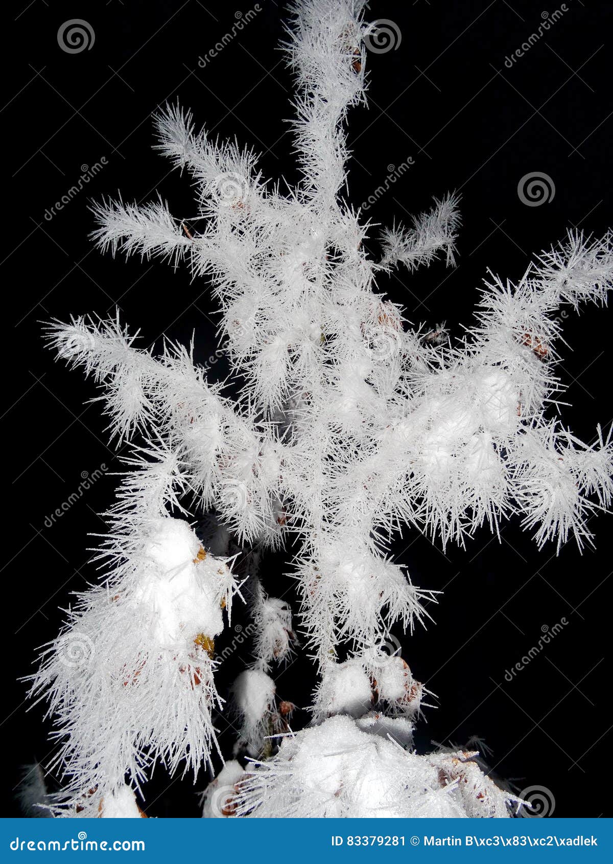 Tree Covered with Hoar Frost Close-up Stock Image - Image of covered ...