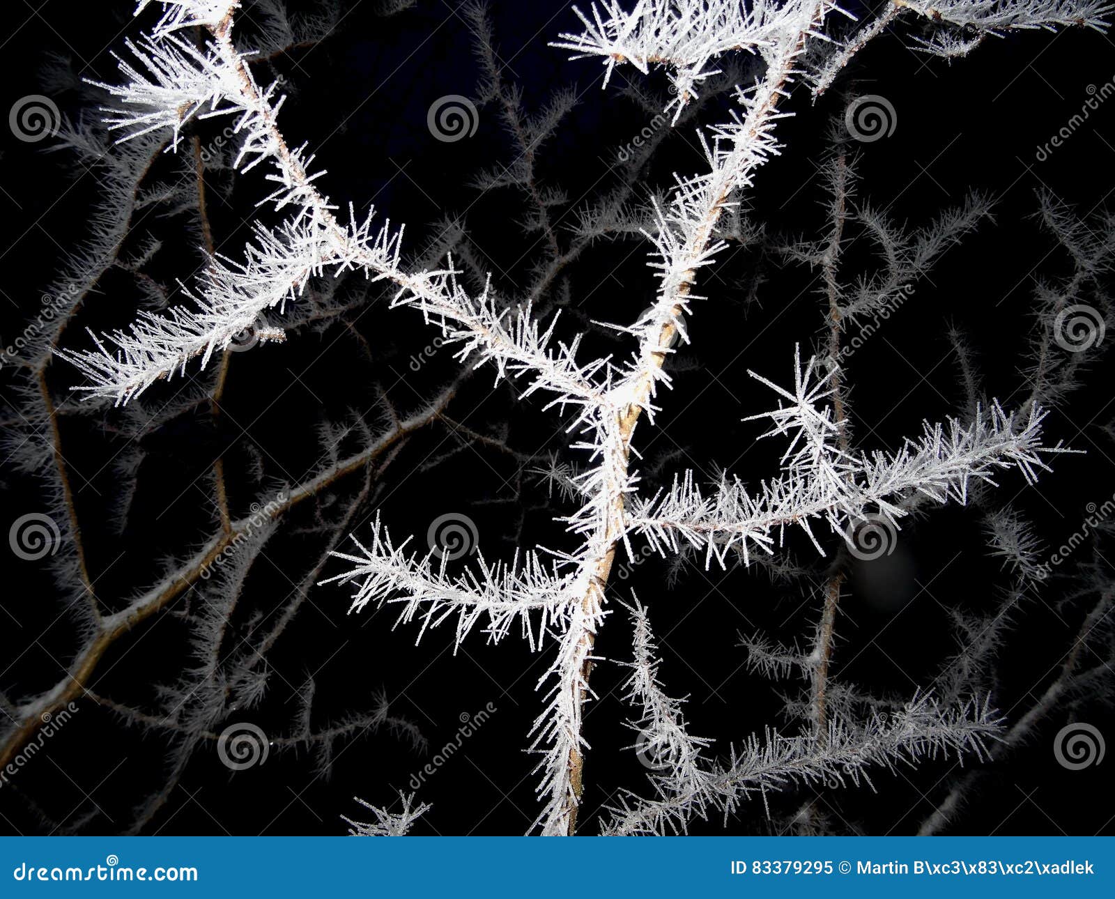 Tree Covered with Hoar Frost Close-up Stock Image - Image of january ...