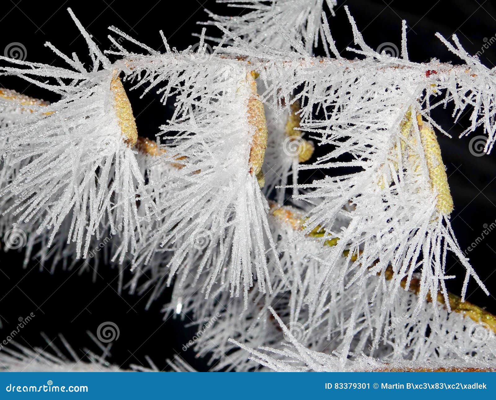 Tree Covered with Hoar Frost Close-up Stock Image - Image of frosty ...