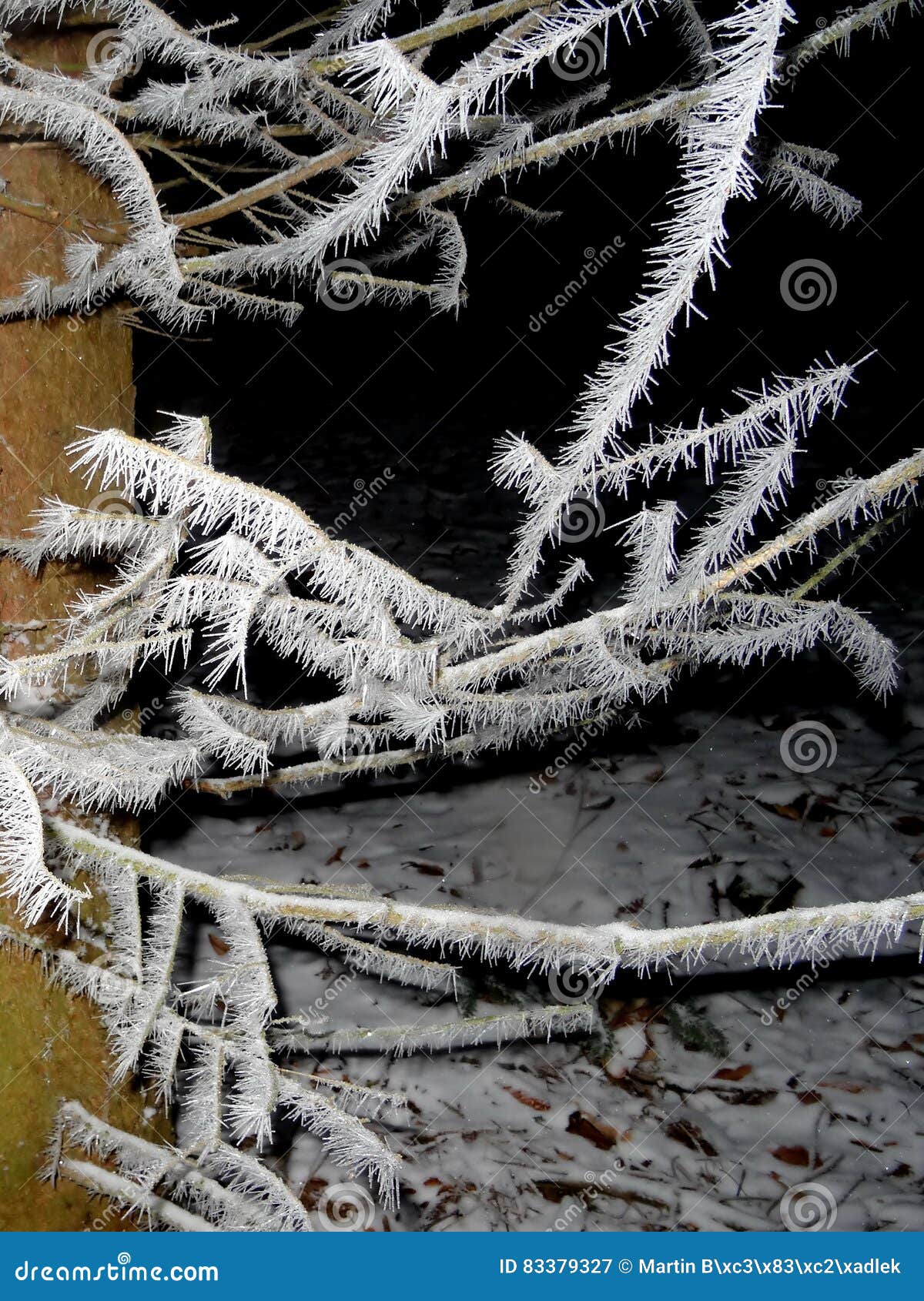 Tree Covered with Hoar Frost Close-up Stock Image - Image of beauty ...