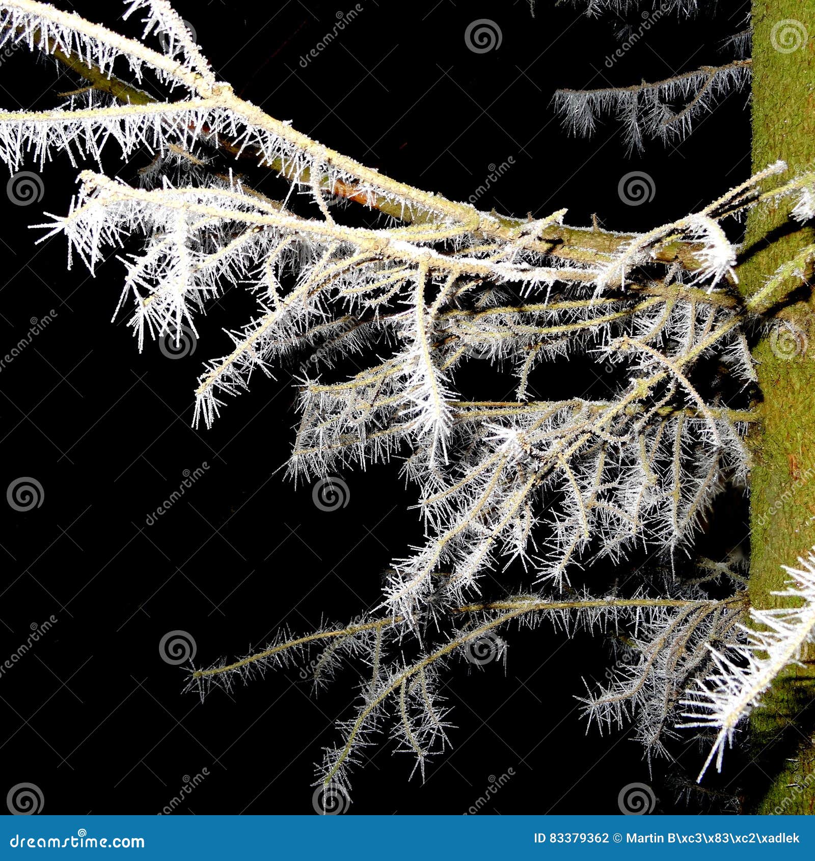 Tree Covered with Hoar Frost Close-up Stock Photo - Image of cold ...