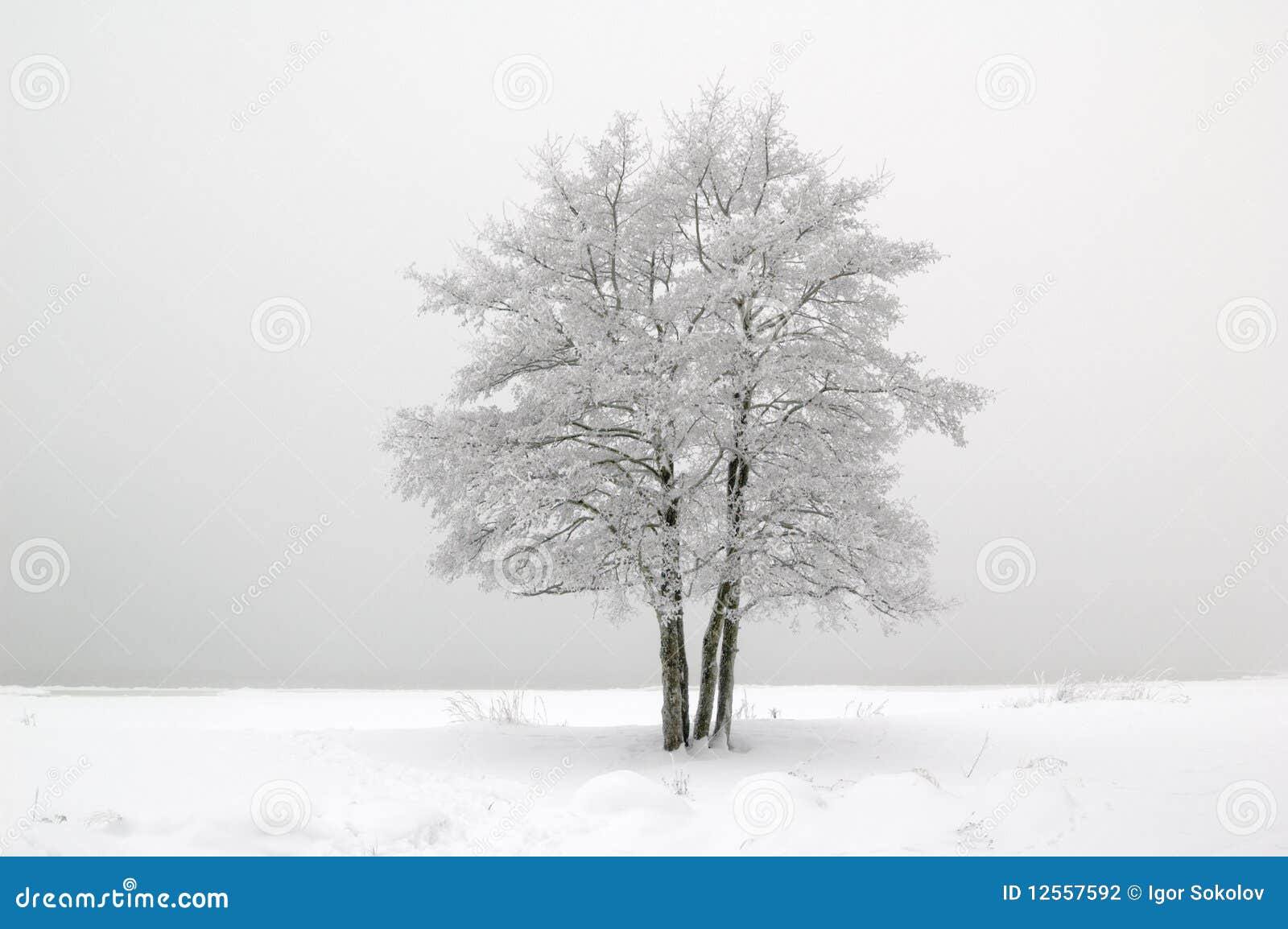 The Tree Covered with Hoarfrost Stock Photo - Image of silhouette ...