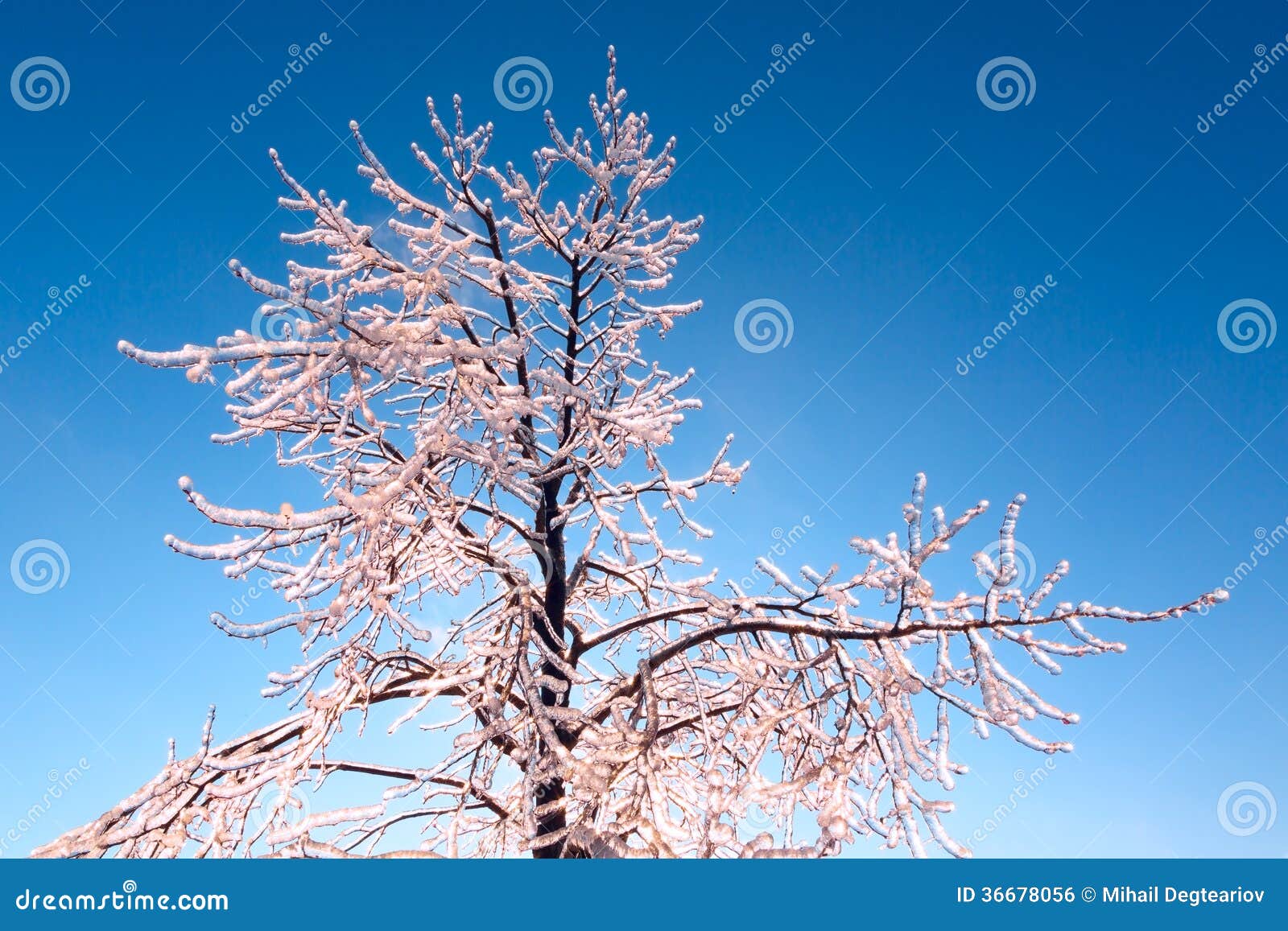 Tree covered with Ice stock photo. Image of bright, thick - 36678056