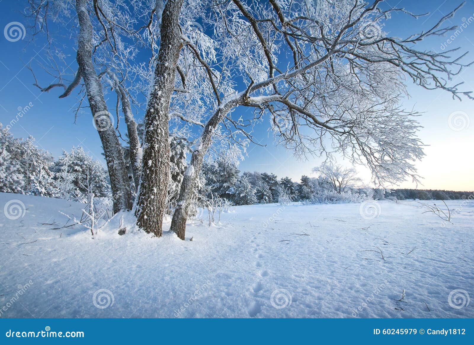 Tree covered with ice stock image. Image of cold, detail - 60245979