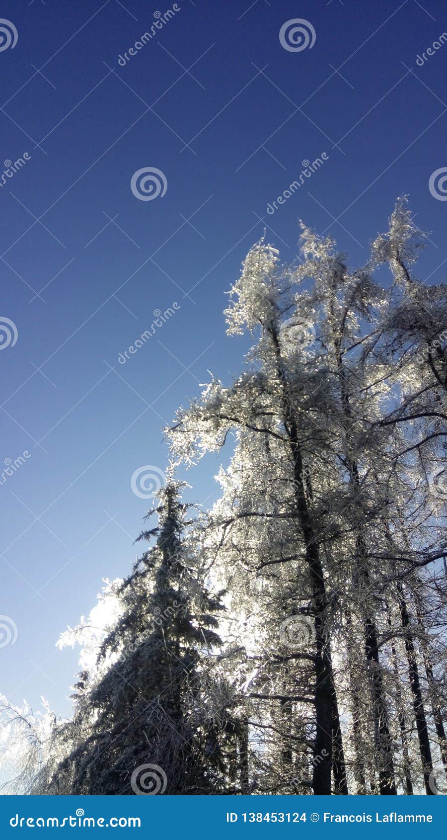 Icy trees stock photo. Image of trees, covered, tree - 138453124