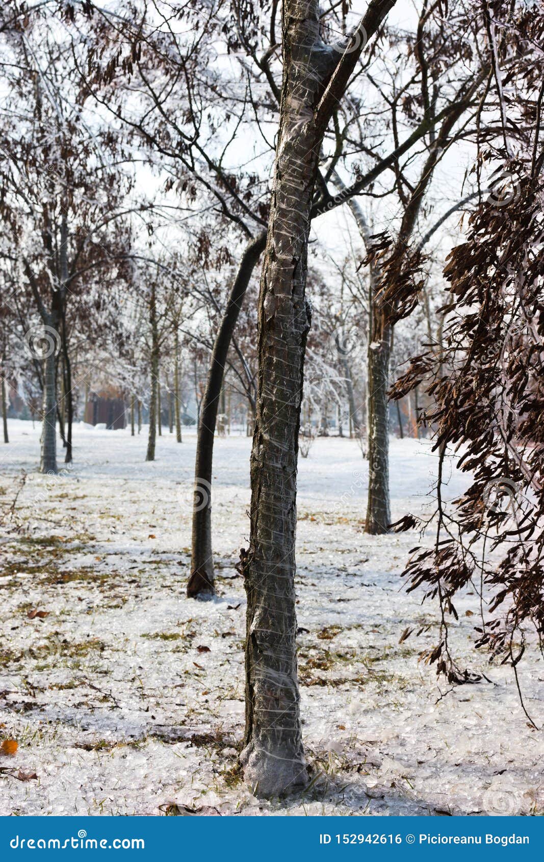 Tree covered by ice stock photo. Image of defrost, detail - 152942616