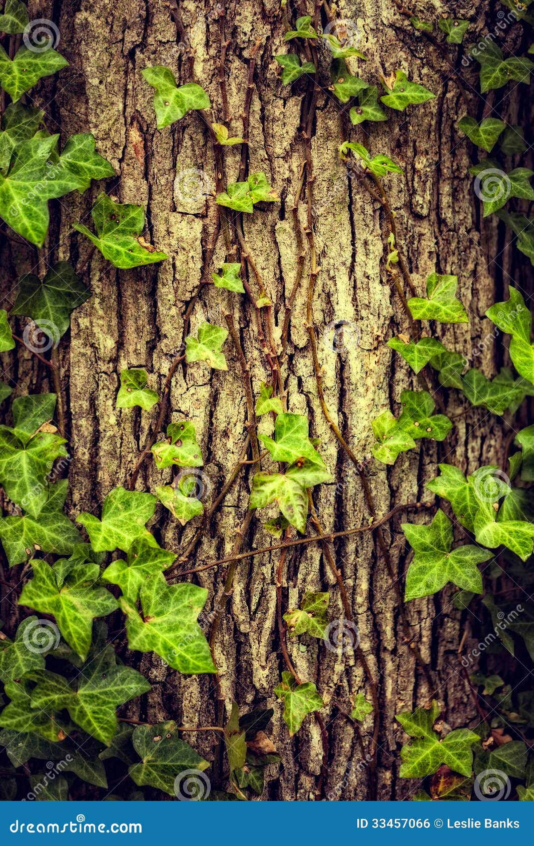 Tree covered with ivy stock photo. Image of green, tree - 33457066
