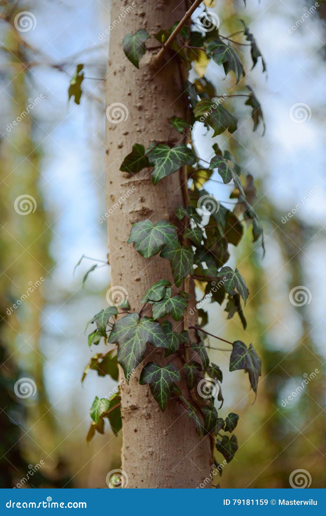 Tree covered with ivy stock image. Image of spring, garden - 79181159