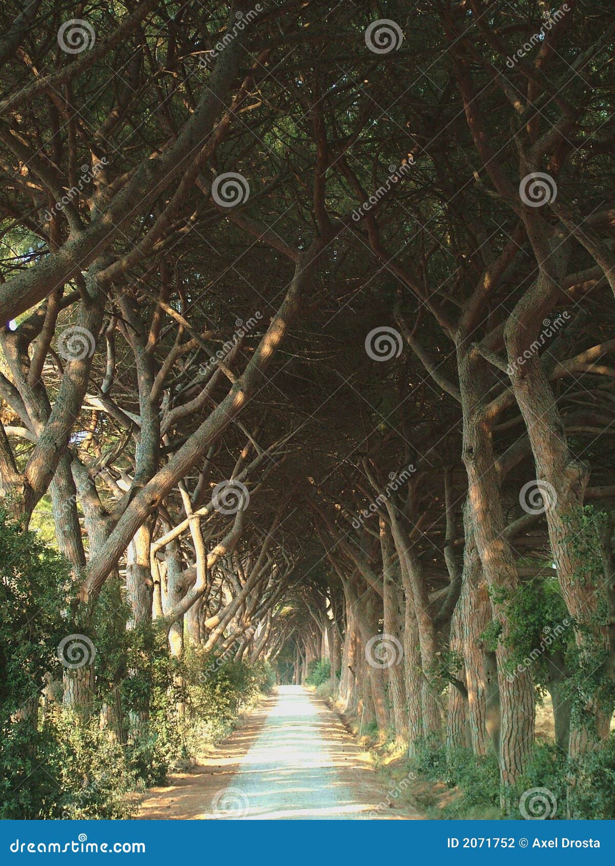Tree covered lane stock photo. Image of path, overlapping - 2071752