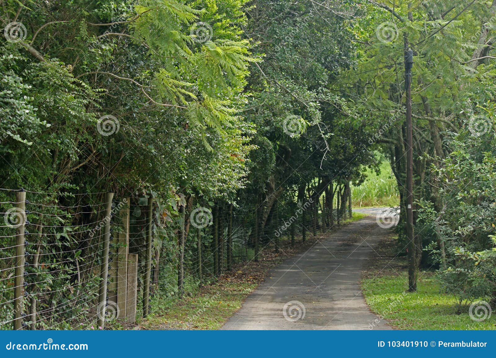 TREE COVERED LANE CAUSING SHADOW on SURFACE. Stock Photo - Image of ...