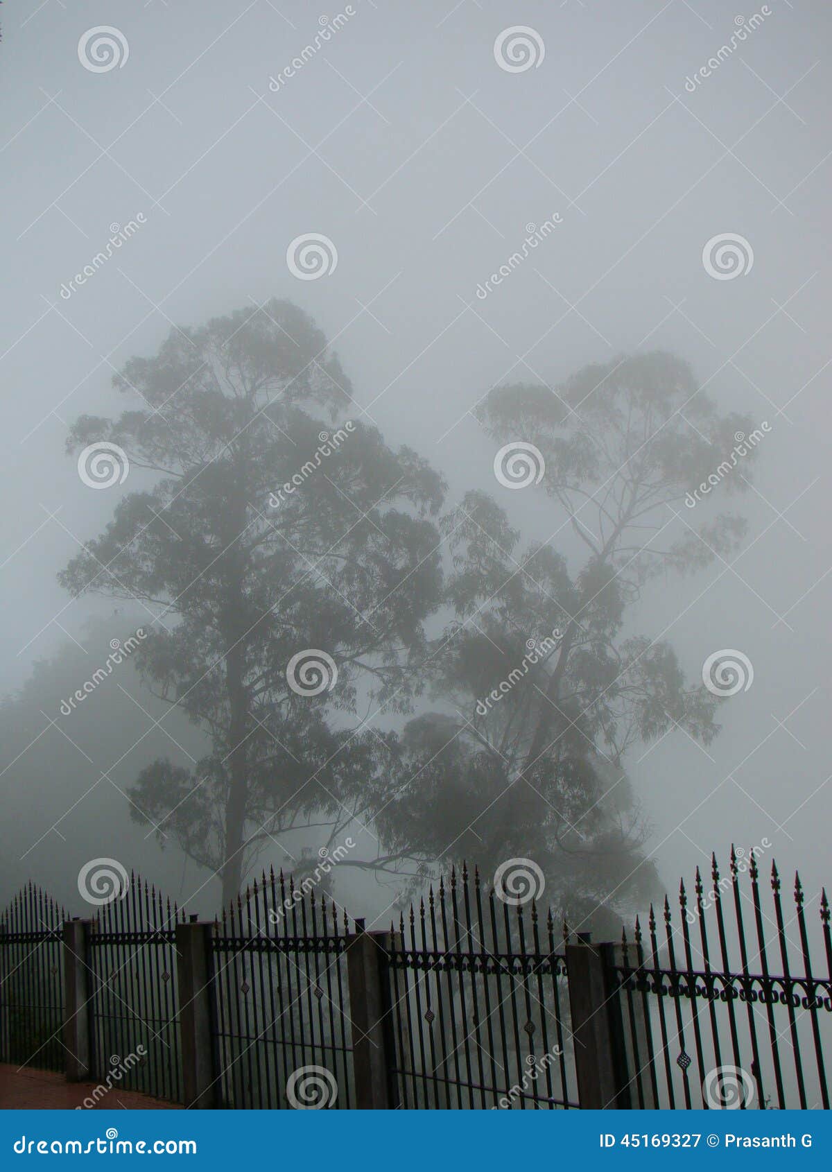 Tree covered in mist stock image. Image of nature, vague - 45169327