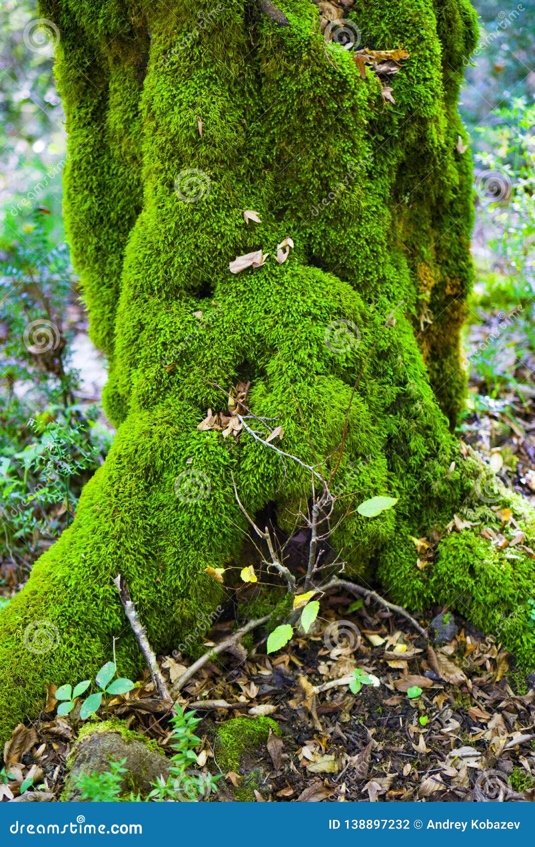The Tree is Covered with MOSS Stock Photo - Image of beautiful, design ...