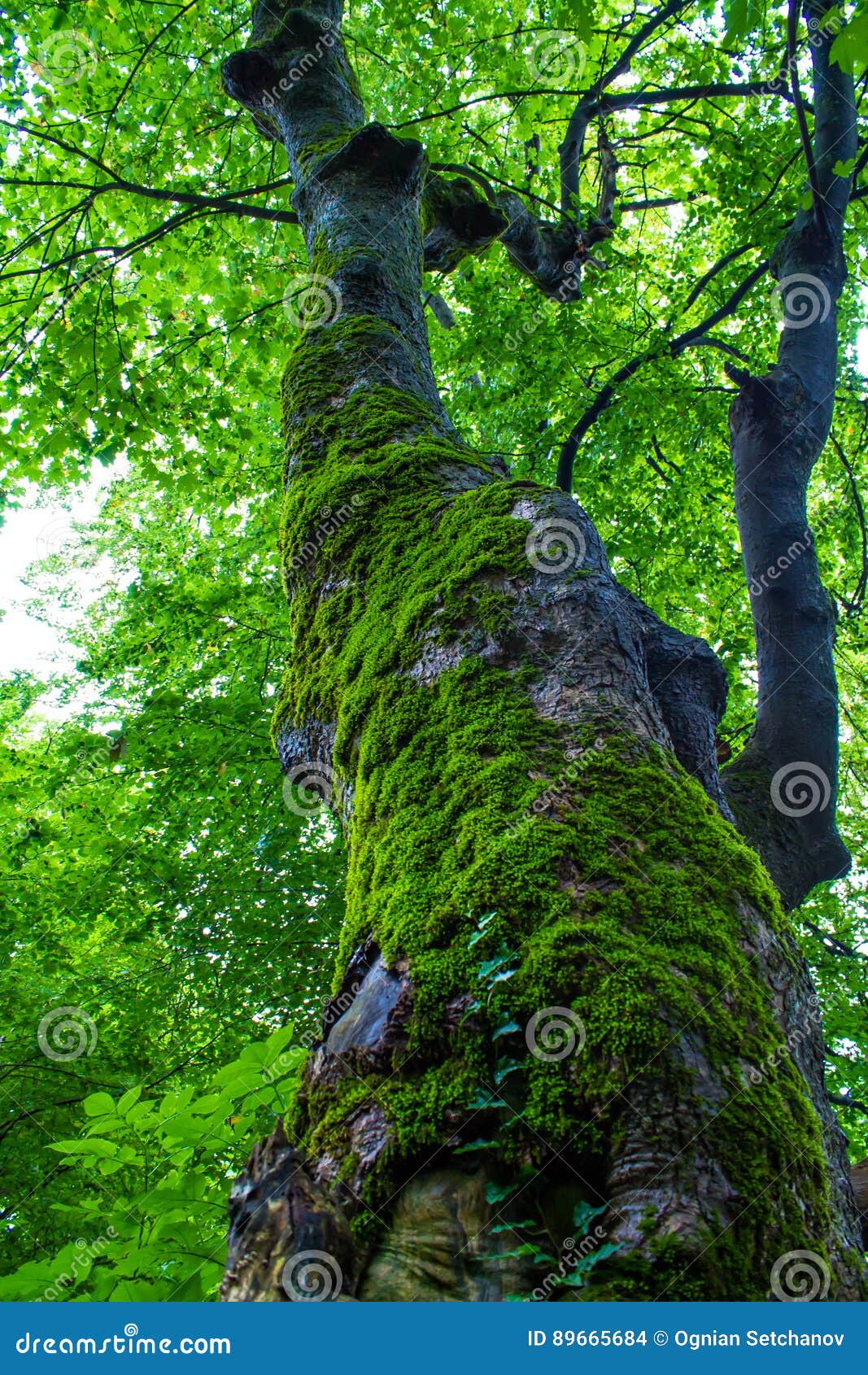 Tree covered with moss stock photo. Image of park, leaves - 89665684